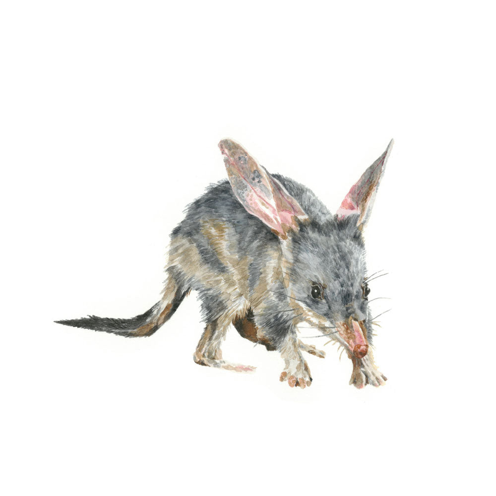 Bill the Bilby: Watercolour Wall Print